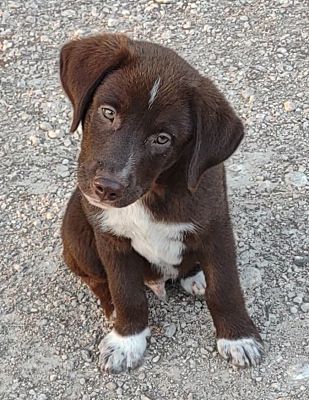 Pittsburgh, PA - Wirehaired Pointing Griffon/Labrador Retriever. Meet ...