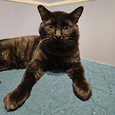 San Antonio, TX - Domestic Shorthair. Meet Skrill a Pet for Adoption ...