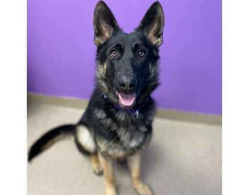Aurora, CO - German Shepherd Dog. Meet DEXTER a Pet for Adoption ...