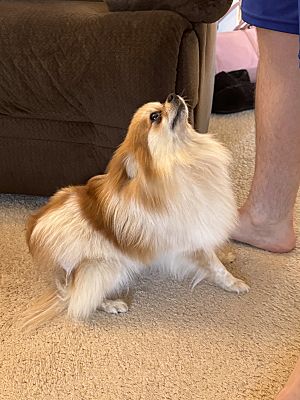 Fredericksburg, VA - Pomeranian. Meet Heidi a Pet for Adoption ...