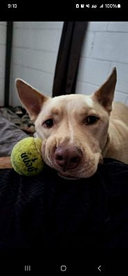 Georgetown, CA - Pitsky/Pitsky. Meet Zeus a Pet for Adoption ...