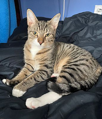 Harrison, NY - Domestic Shorthair. Meet Bagel a Pet for Adoption ...