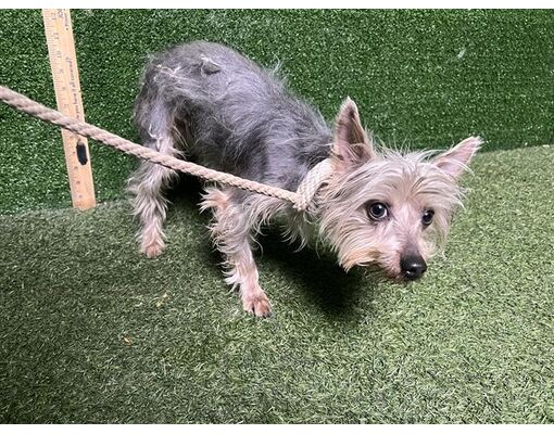 Lancaster, CA - Yorkie, Yorkshire Terrier. Meet RUFUS a Pet for ...