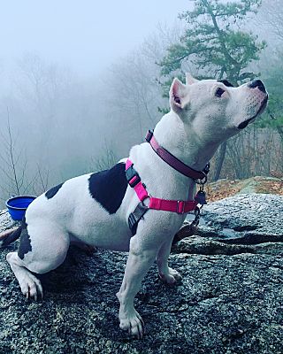 Littleton, MA - American Pit Bull Terrier. Meet Ella a Pet for Adoption ...