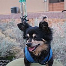 Papillon Puppies - Papillon Rescue and Adoption Near You