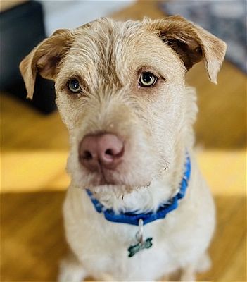 Livonia, MI - Labrador Retriever/Terrier (Unknown Type, Medium). Meet ...