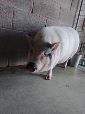 Henderson, NV - Pig (Farm). Meet *GLORIA a Pet for Adoption - AdoptaPet.com