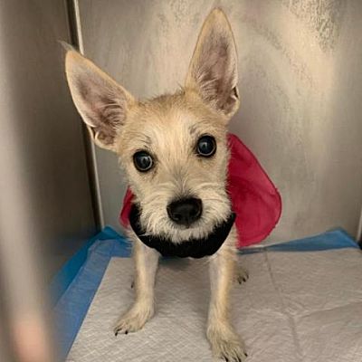 Tulsa, OK - Yorkie, Yorkshire Terrier. Meet Eleanor a Pet for Adoption ...