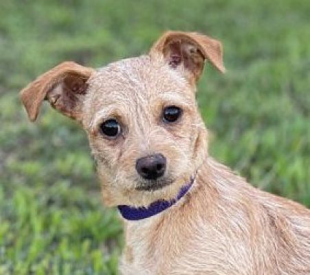 Buffalo, NY - Chihuahua/Poodle (Miniature). Meet Zeu a Pet for Adoption ...