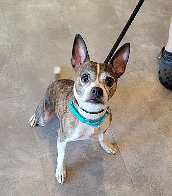 Lisbon, OH - Boston Terrier. Meet Little Hoss a Pet for Adoption ...