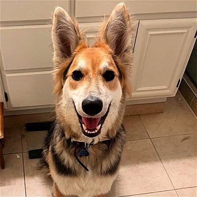 Sunnyvale, CA - Husky/Shepherd (Unknown Type). Meet Tony a Pet for ...