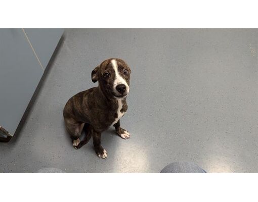 Denver, CO - Labrador Retriever. Meet DELICATE a Pet for Adoption ...