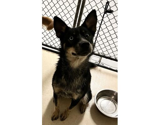 Raeford, NC - Alaskan Klee Kai/Mixed Breed (Medium). Meet Tonya a Pet ...