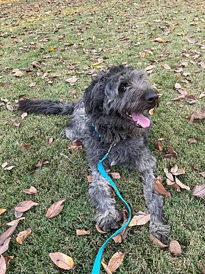 Dover, ME - Schnoodle/Aussiedoodle. Meet WALLY a Pet for Adoption ...