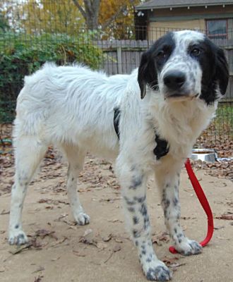 Memphis, TN - Great Pyrenees/Australian Cattle Dog. Meet Chase a Pet ...