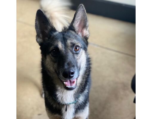 Wadena, MN - Norwegian Elkhound/Mixed Breed (Medium). Meet Millie a Pet ...