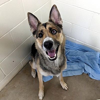 Sheridan, WY - Husky/German Shepherd Dog. Meet Lola a Pet for Adoption ...