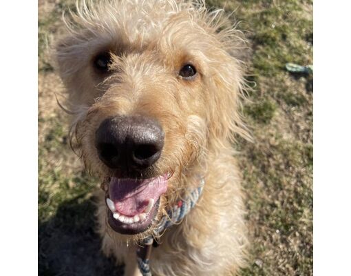 St. Louis, MO - Schnoodle. Meet Fozzie Man a Pet for Adoption ...