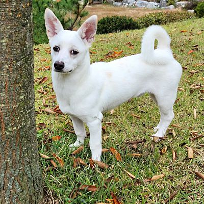 Hoboken, NJ - Corgi/Jindo. Meet Blue (A) a Pet for Adoption - AdoptaPet.com