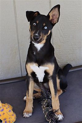 Kittery transport, ME - Boston Terrier/Husky. Meet Bonny Blue a Pet for ...