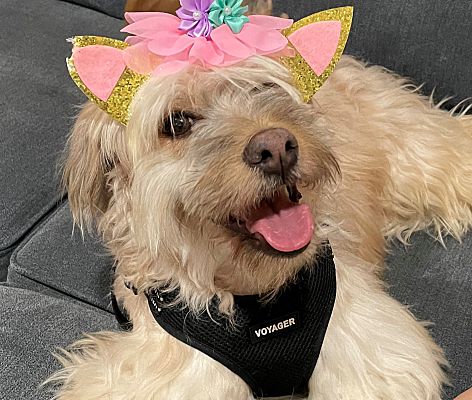 BELL GARDENS, CA - Cockapoo/Miniature Schnauzer. Meet CHARLIE a Pet for ...