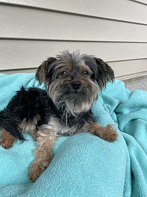 Oxford, MI - Yorkie, Yorkshire Terrier. Meet 🍭sweet “Syra” a Pet for ...