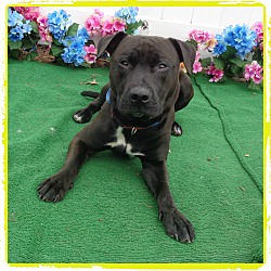 Marietta, GA - Pit Bull Terrier/Labrador Retriever. Meet BATMAN a Pet ...