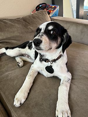 Winchester, CA - Cocker Spaniel/Siberian Husky. Meet Kiki a Pet for ...