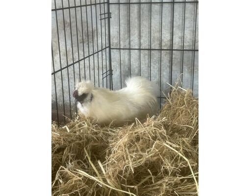 Santa Cruz, CA - Chicken. Meet CASPER* a Pet for Adoption - AdoptaPet.com