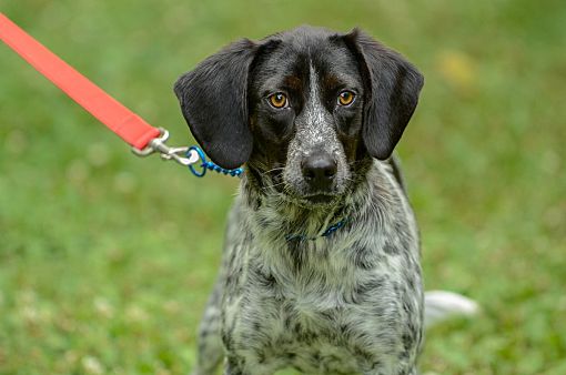 Brick, NJ - Pointer/Bluetick Coonhound. Meet Poptart a Pet for Adoption ...