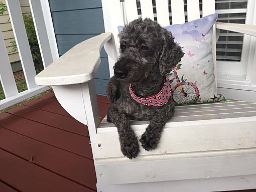 Atlanta, GA - Poodle (Miniature). Meet Smokey a Pet for Adoption ...