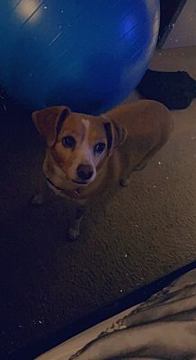 Vacaville, CA - Yorkie Poo/Yorkie Poo. Meet Lucy a Pet for Adoption ...