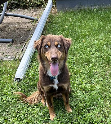 Minneapolis, MN - Australian Shepherd/Mixed Breed (Medium). Meet Sky a ...