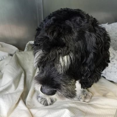 Philadelphia, PA - Cockapoo. Meet Moe a Pet for Adoption - AdoptaPet.com