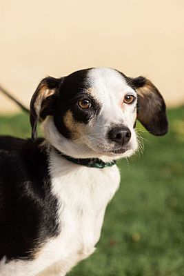 Pasadena, CA - Beagle/Whippet. Meet DENISE a Pet for Adoption ...