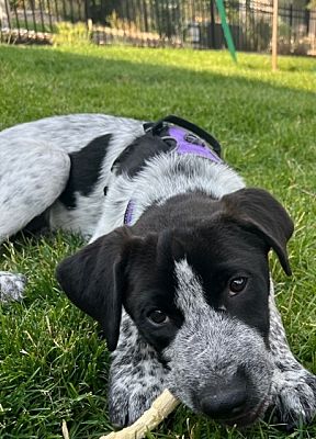 Westminster, CO - German Shorthaired Pointer/Blue Heeler. Meet IRWIN a ...