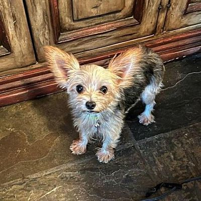 Magnolia, TX - Yorkie, Yorkshire Terrier. Meet Ella June (Dallas) a Pet ...
