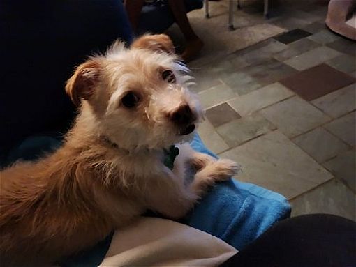 N. Babylon, NY - Yorkie, Yorkshire Terrier. Meet Casper a Pet for ...