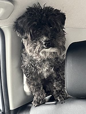 Yuba City, CA - Miniature Poodle/Yorkie Poo. Meet Lego a Pet for ...