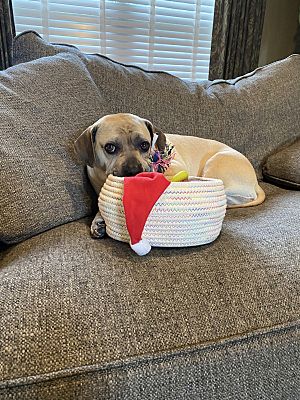 Watchung, NJ - Puggle. Meet Roxanne a Pet for Adoption - AdoptaPet.com