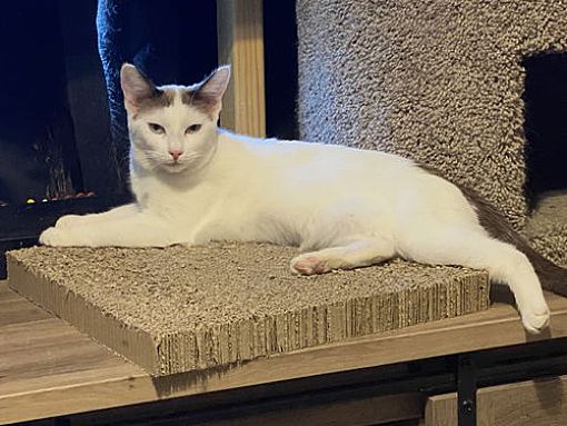 Phoenix, AZ - Siamese. Meet Mocha a Pet for Adoption - AdoptaPet.com