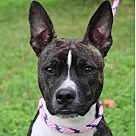 Boston Terrier Puppies - Boston Terrier Rescue and Adoption