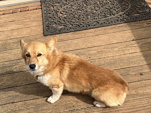 Atlanta, GA - Corgi. Meet Harley a Pet for Adoption - AdoptaPet.com