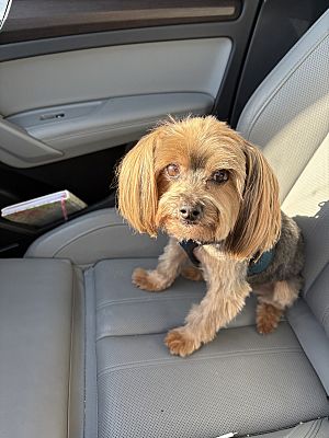 Apollo Beach, FL - Yorkie, Yorkshire Terrier. Meet Cody a Pet for ...