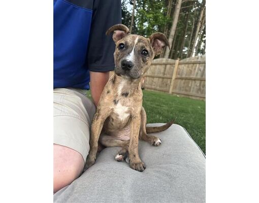 Raleigh, NC - Terrier (Unknown Type, Medium). Meet BECCA a Pet for ...