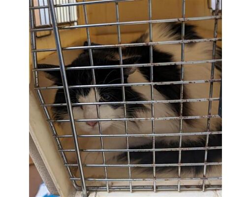 Sacramento, CA - Maine Coon. Meet MONKEY #1 a Pet for Adoption ...