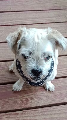 Orlando, FL - Maltese/Maltipoo. Meet Nigel adoption pending! a Pet for ...