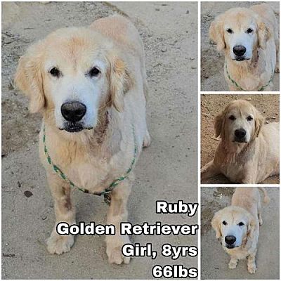 Seattle, WA - Golden Retriever. Meet Ruby from Korea a Pet for Adoption - AdoptaPet.com