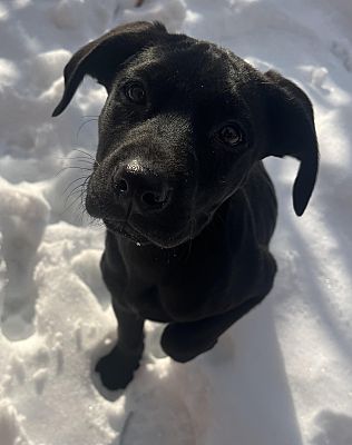 Warwick, RI - Labrador Retriever/Retriever (Unknown Type). Meet Laverne ...