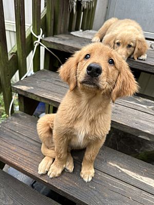 Dunn, NC - Golden Retriever. Meet Sweet Tater a Pet for Adoption ...